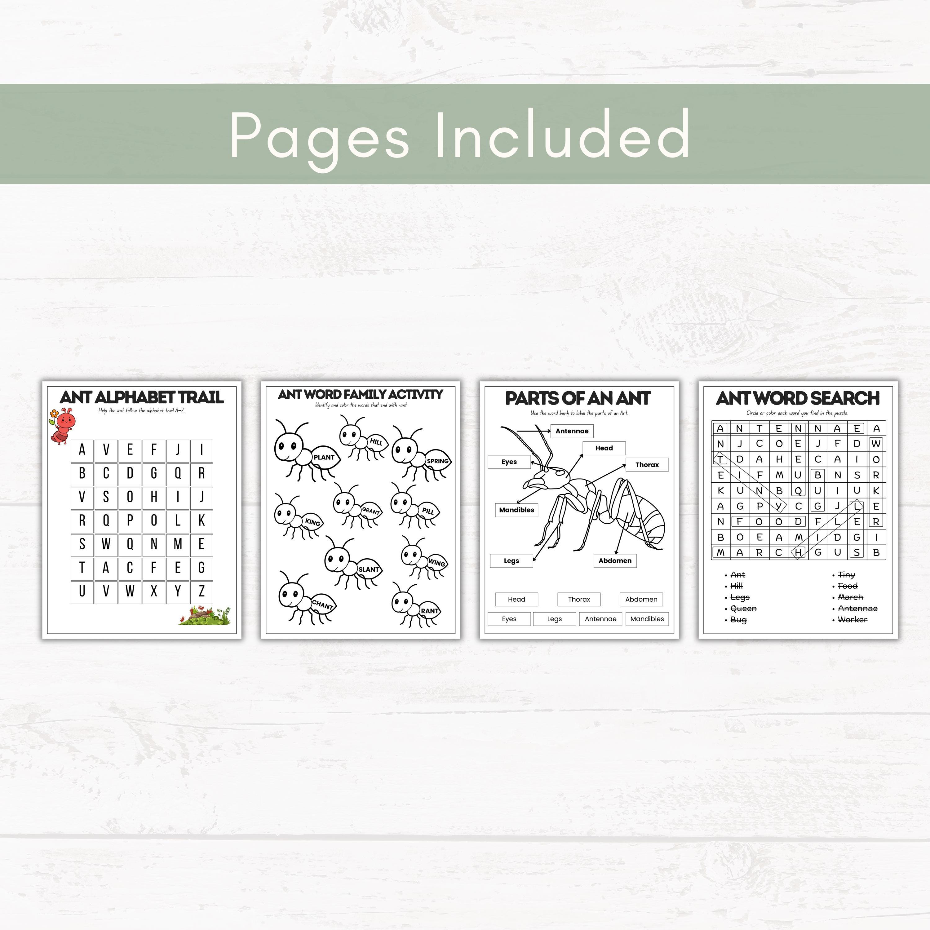 Ant Activity Bundle for Preschool & Kindergarten | Insect Unit ...