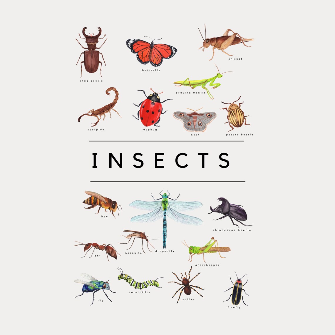 Insect Educational Wall Art Poster Entomology Classroom Decor Bug ...