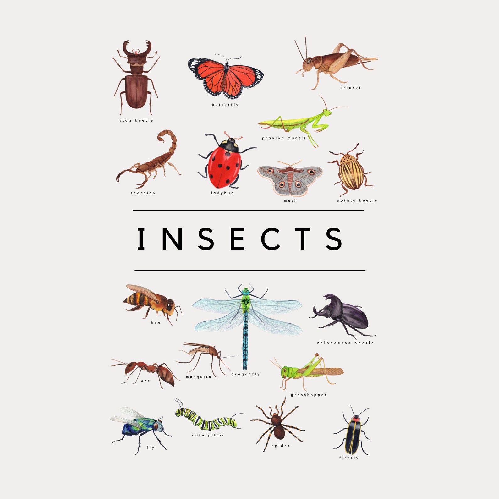 Insect Educational Wall Art Poster Entomology Classroom Decor Bug ...