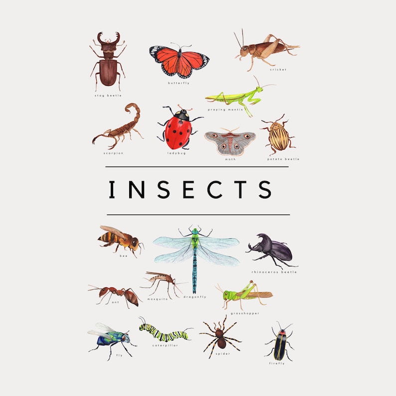 Insect Educational Wall Art Poster Entomology Classroom Decor Bug ...