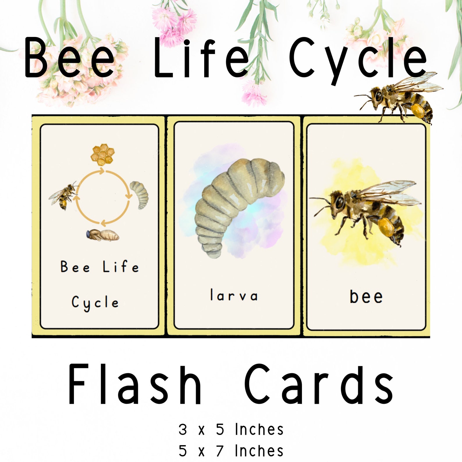 Flash Cards Bee Life Cycle Printable Learning Bundle - Etsy