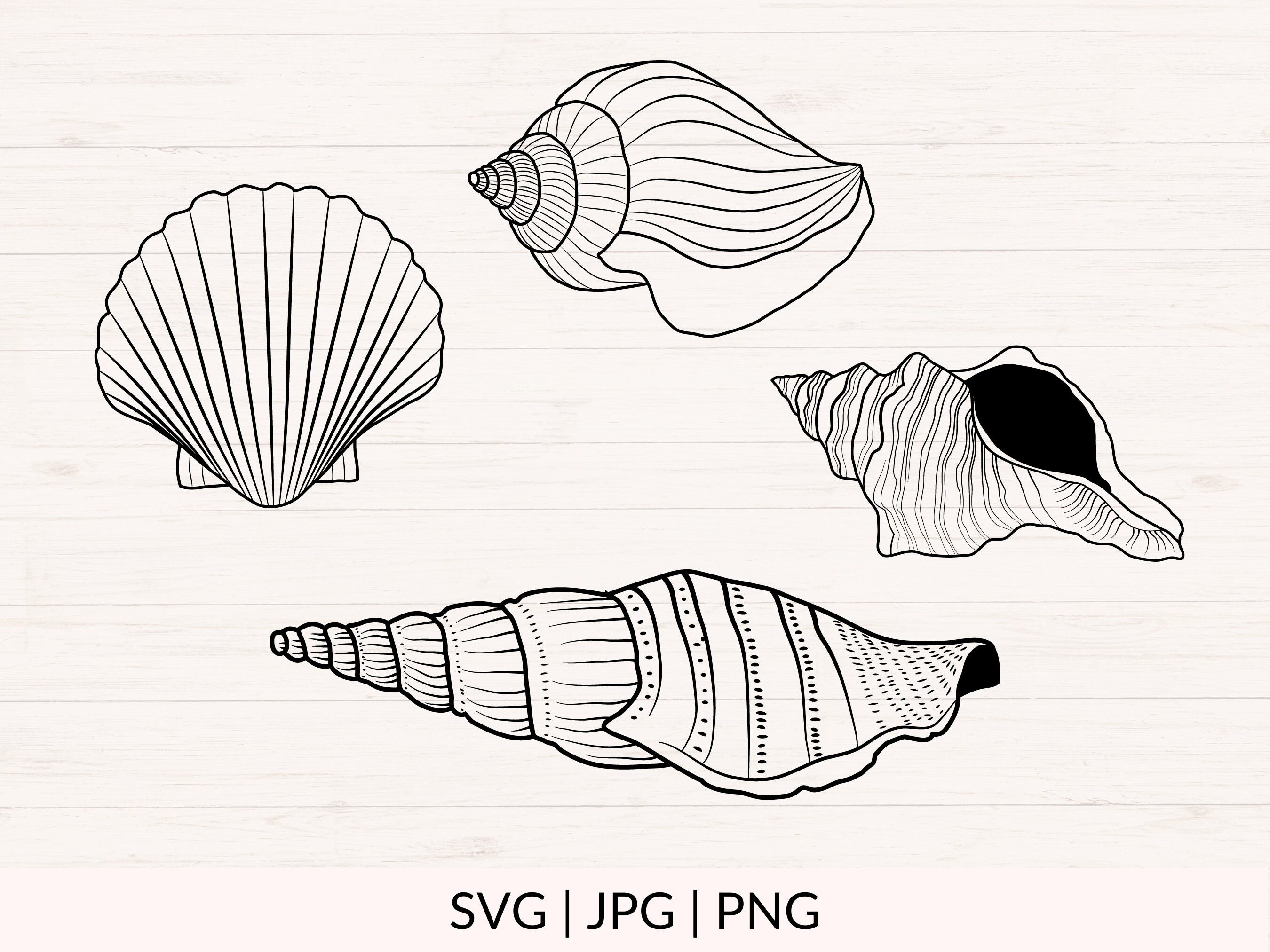Seashells Svg Bundle Includes Png Jpg and Svg Shell Line - Etsy