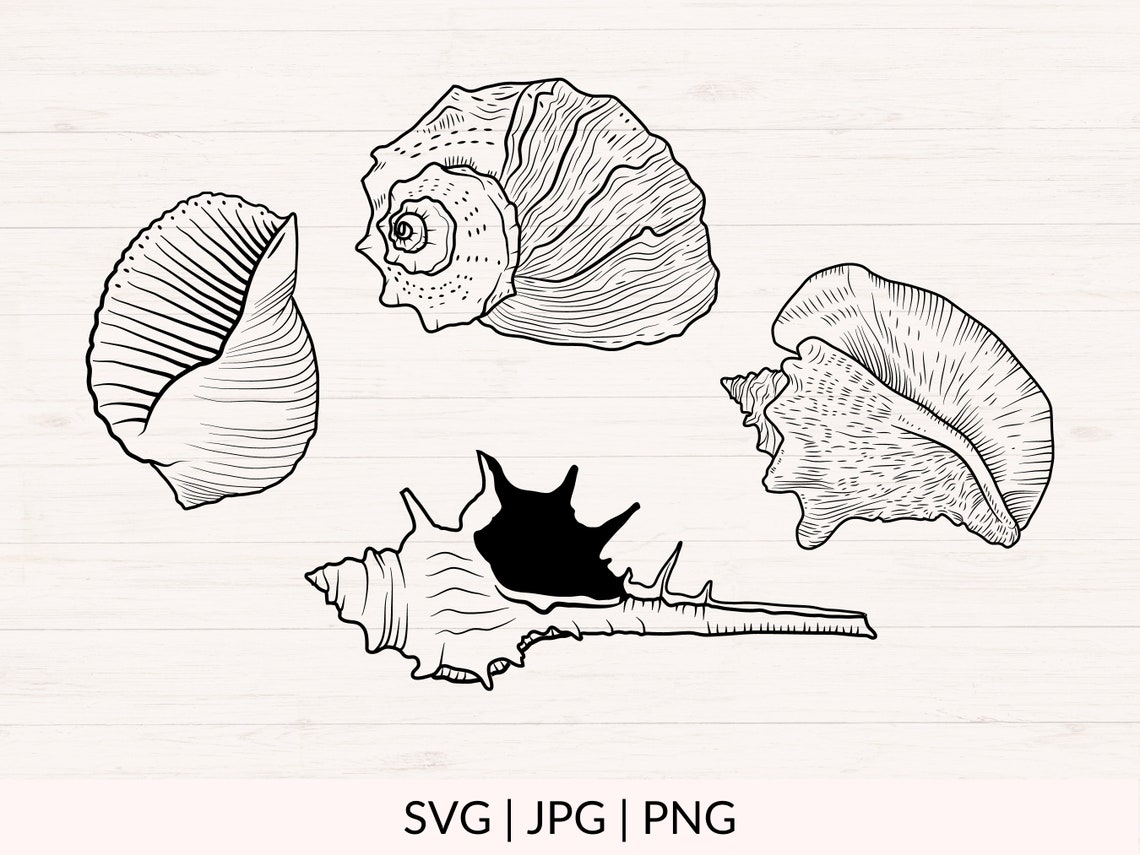 Seashells Svg Bundle Includes Png Jpg and Svg Shell Line - Etsy