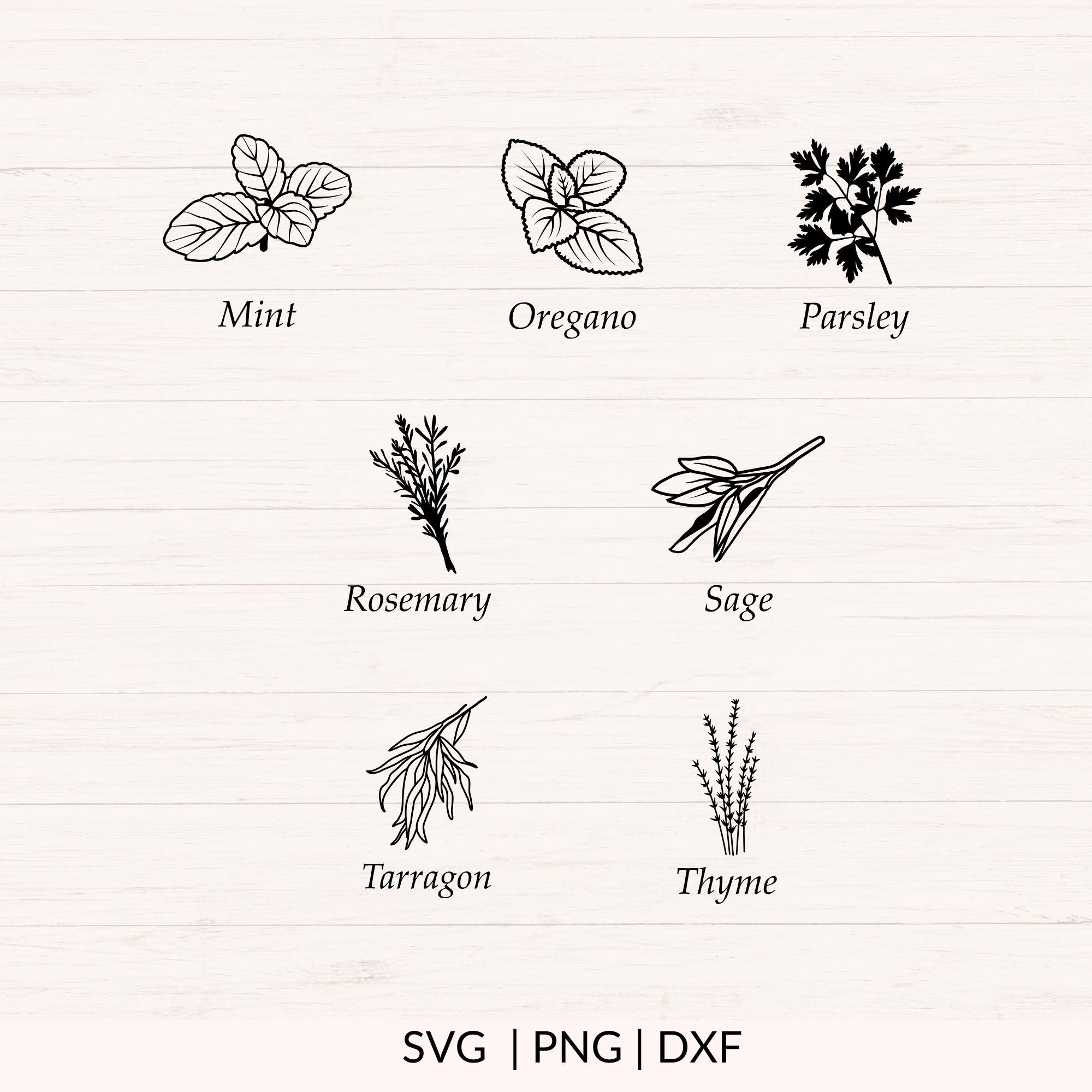 Herbs Svg Bundle, Spices Svg, Png, Dxf, Herbs and Spices Clipart ...