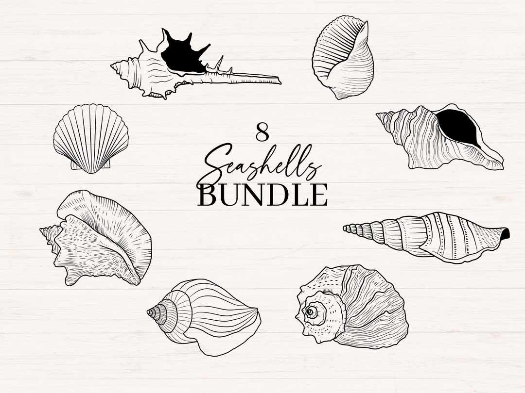Seashells Svg Bundle | Includes Png, Jpg and Svg | Shell Line Art ...