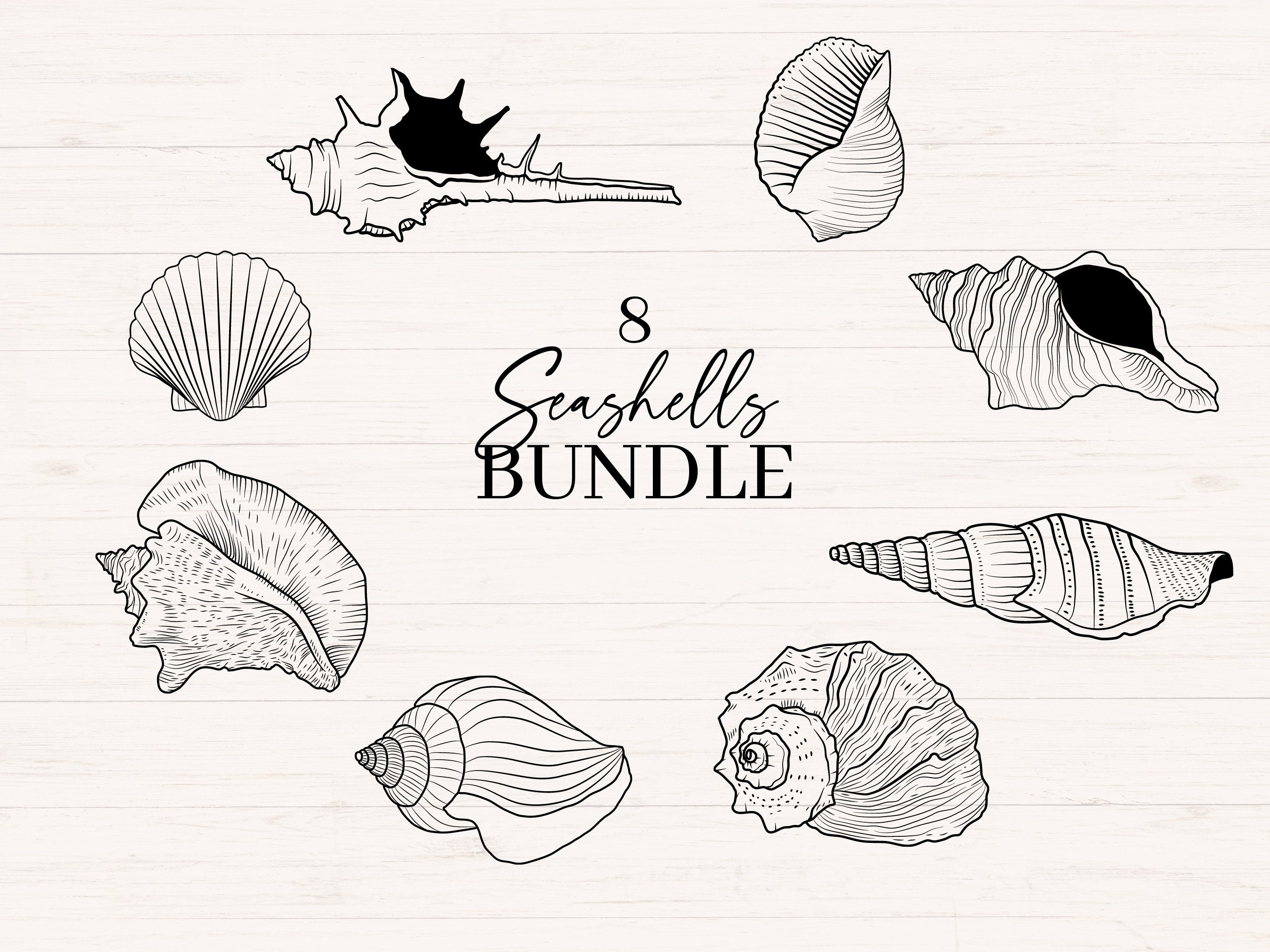 Seashells Svg Bundle Includes Png Jpg and Svg Shell Line - Etsy