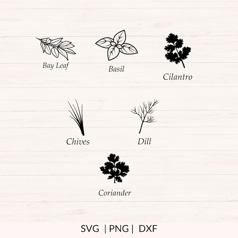 Herbs Svg Bundle, Spices Svg, Png, Dxf, Herbs and Spices Clipart ...