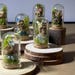 Tiny Glass Skull Displays - Etsy