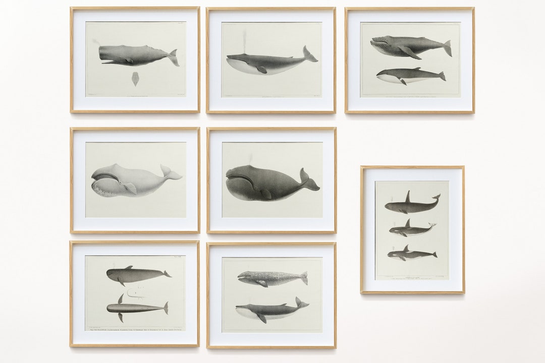 Whale Prints Bundle Collection, Digital Download High Resolution Files ...