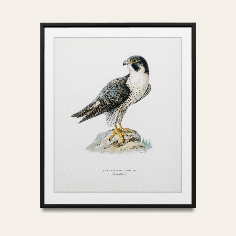 Peregrine Falcon Printable Download | High Resolution Illustration ...