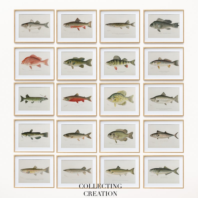Vintage North American Fish Print Collection, Digital Download Bundle ...