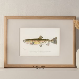 Vintage North American Fish Print Collection, Digital Download Bundle ...