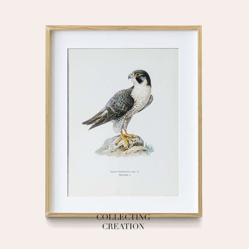 Peregrine Falcon Printable Download | High Resolution Illustration ...