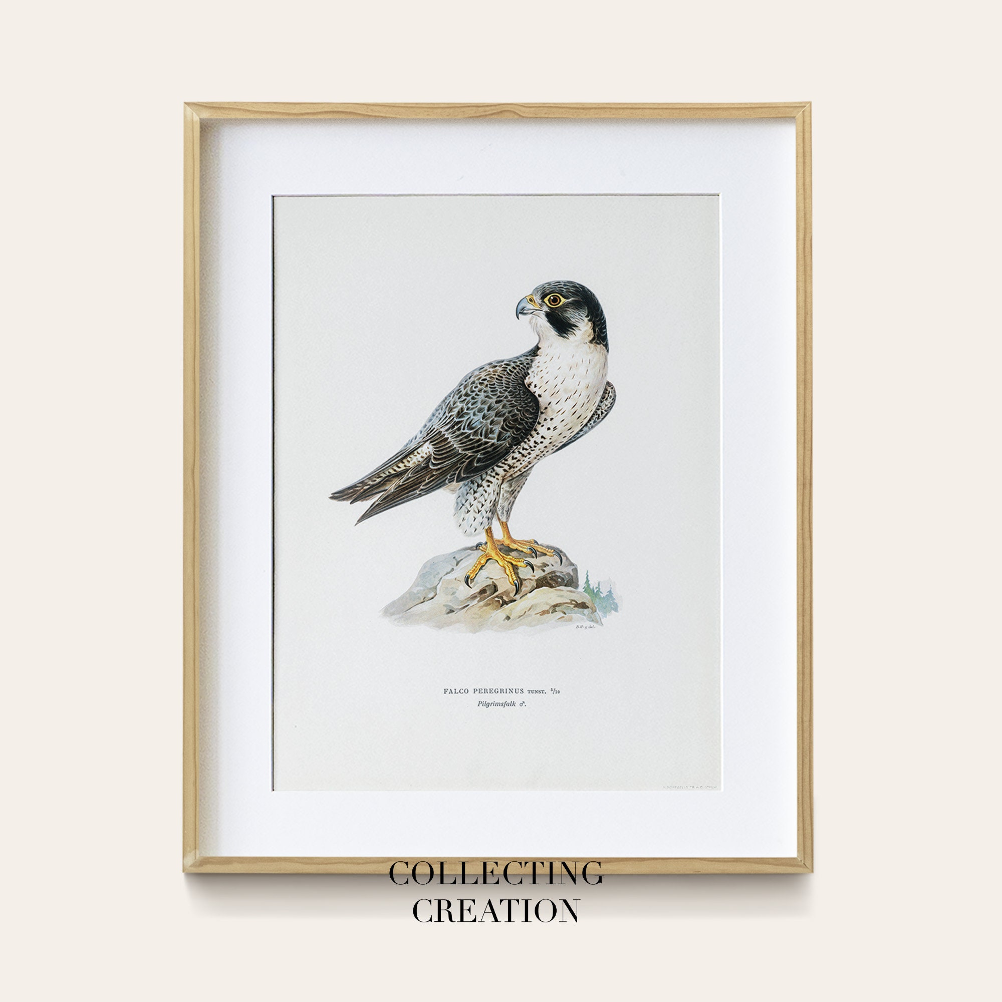 Peregrine Falcon Printable Download | High Resolution Illustration ...