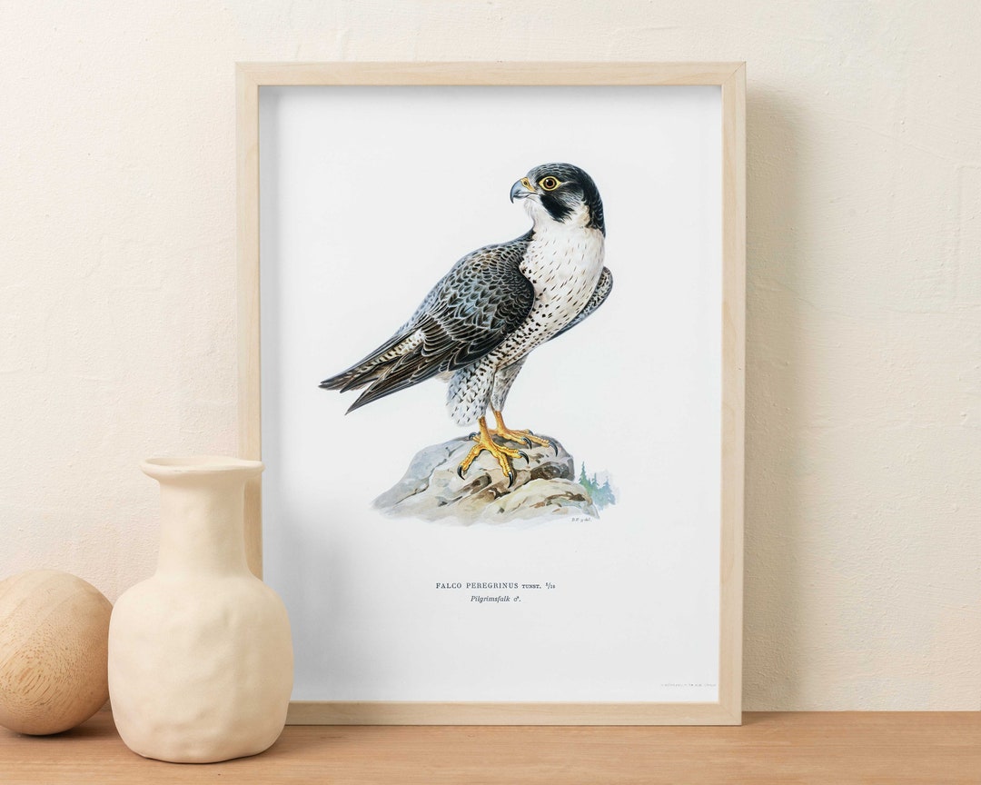 Peregrine Falcon Vintage Bird Print - Etsy