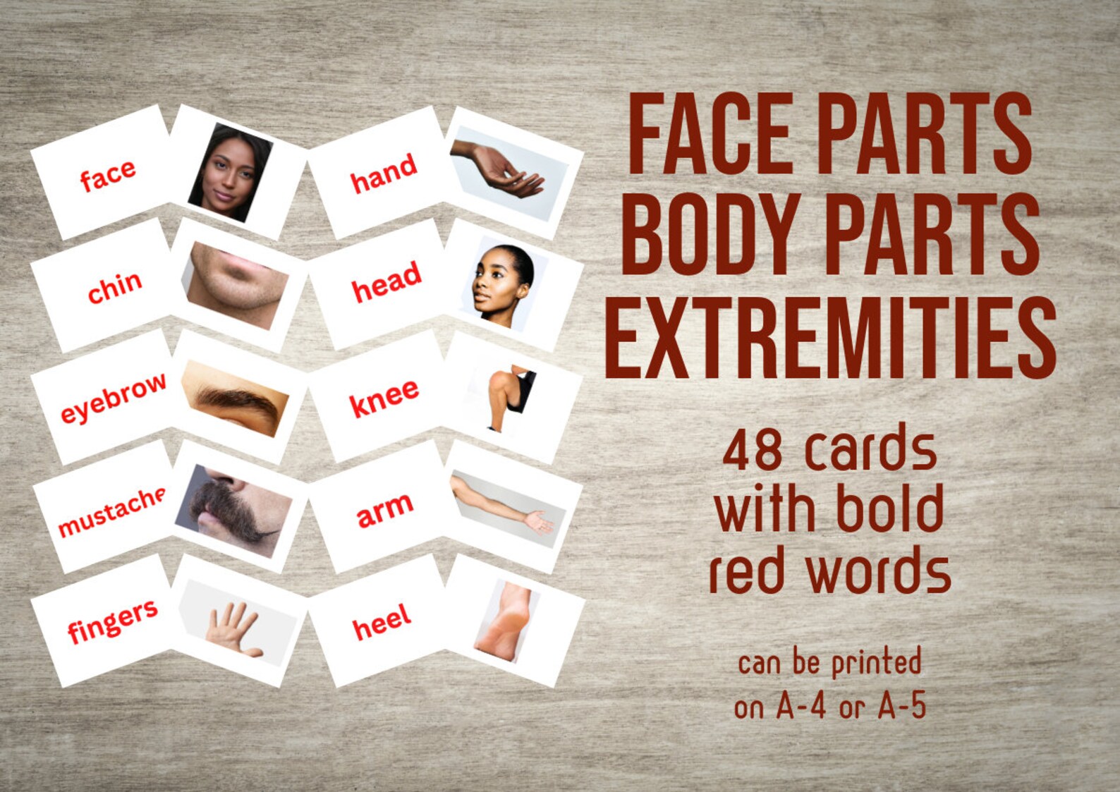 48 Body and Face Parts Flashcards Collection(pdf) - Etsy