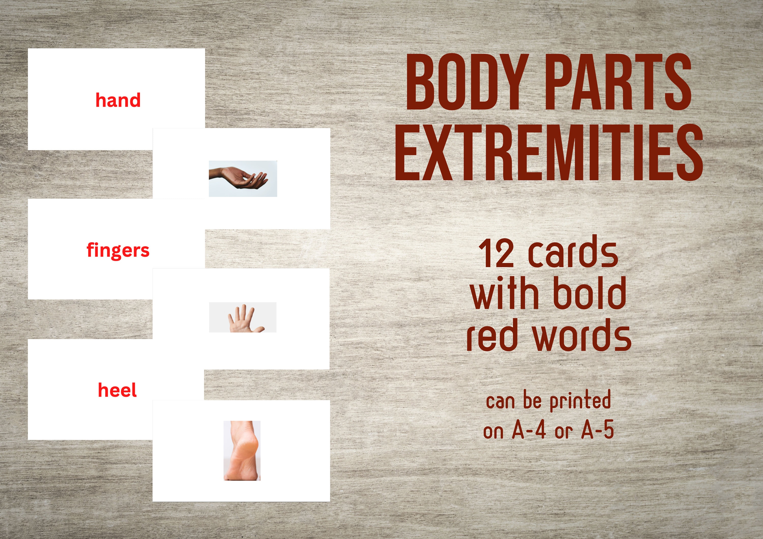 Body Parts extremities Flash Cards - Etsy