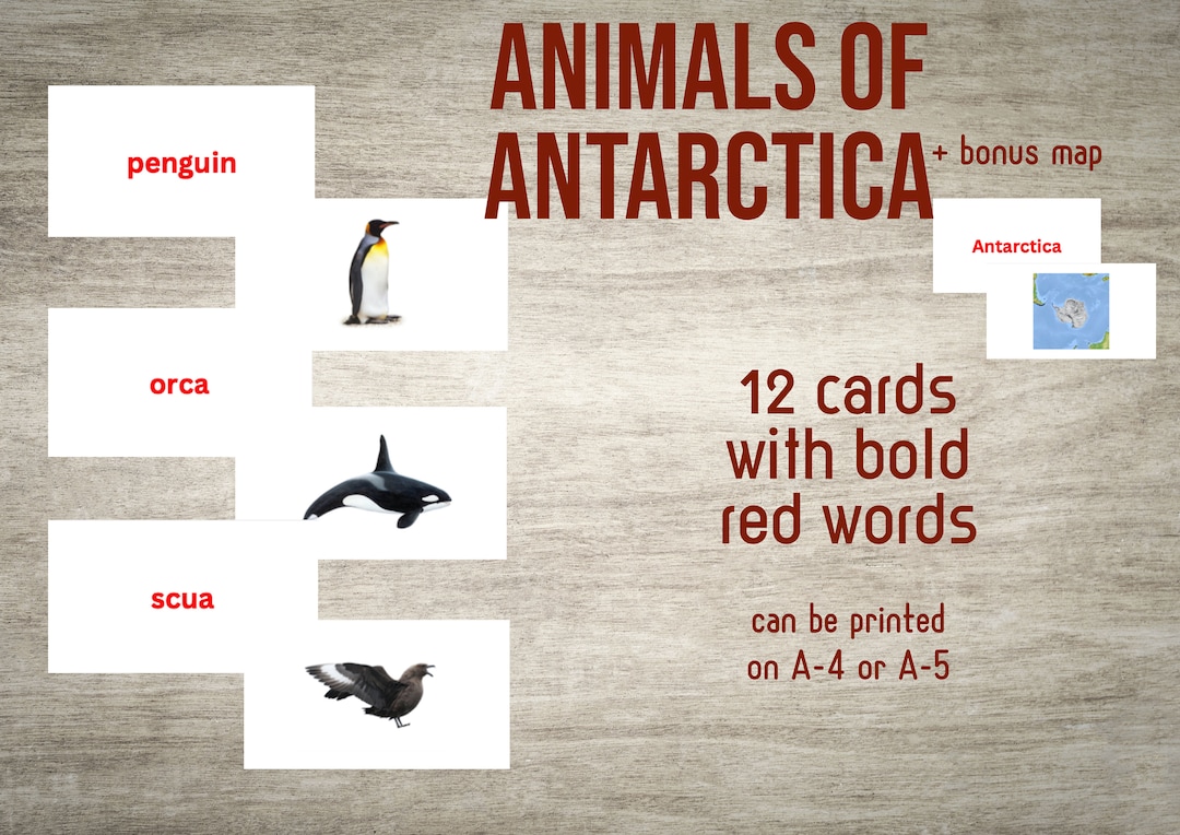 Animals and Map of Antarctica Flash Cards(pdf) - Etsy