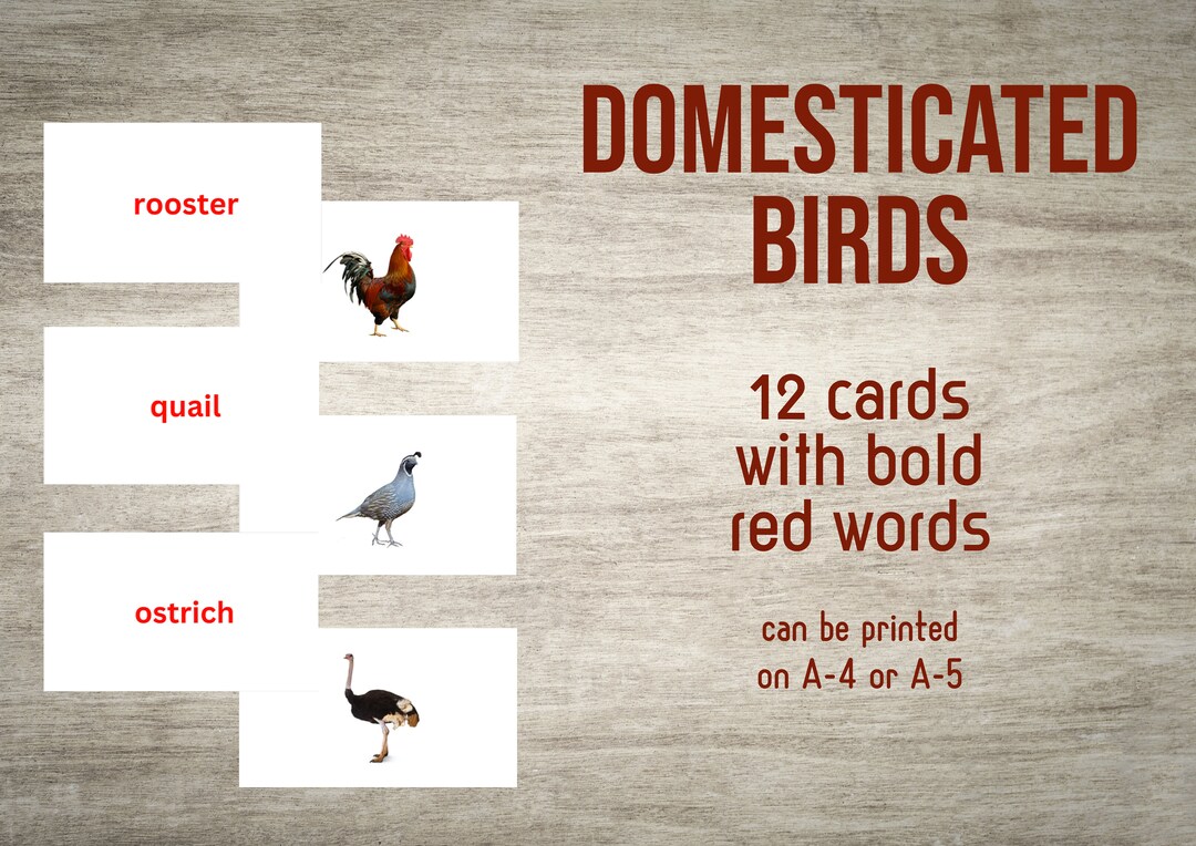 Domesticated Birds Flash Cards - Etsy