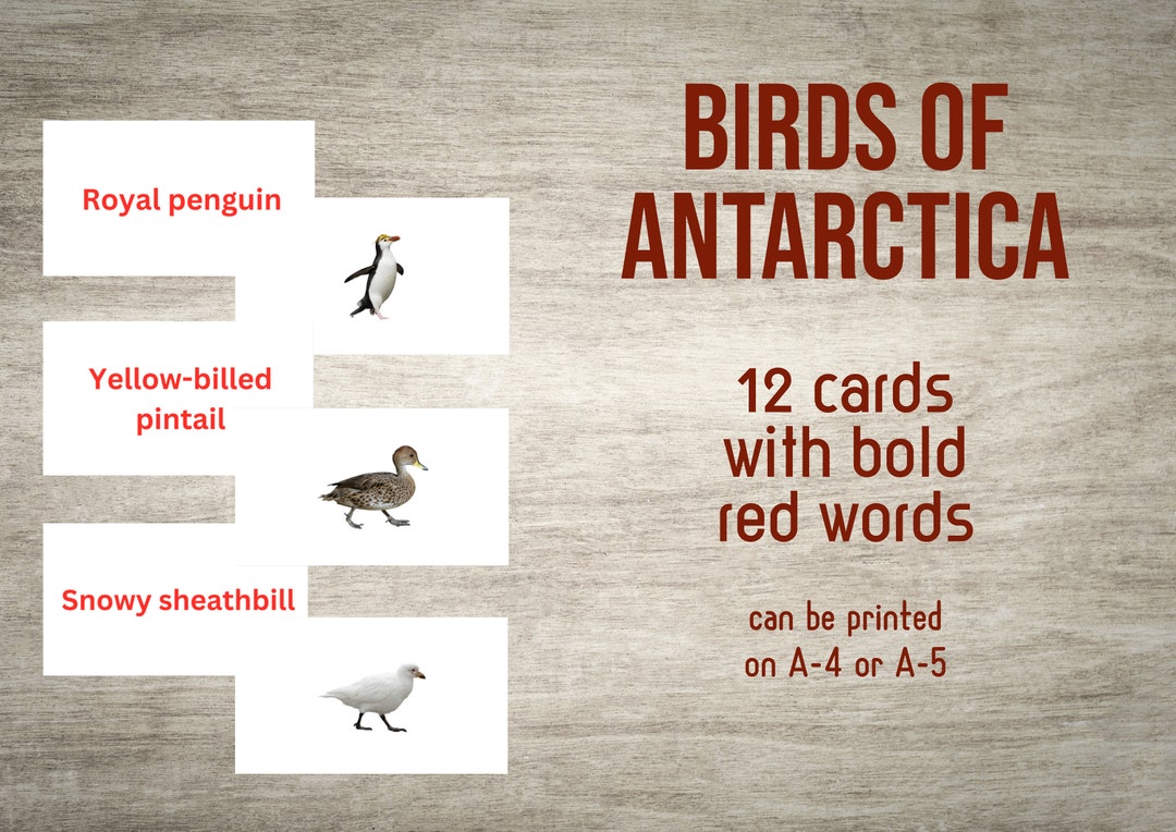Birds of Antarctica Flash Cards - Etsy