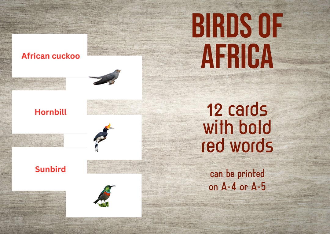 Tarjetas didácticas de Aves de África - Etsy México
