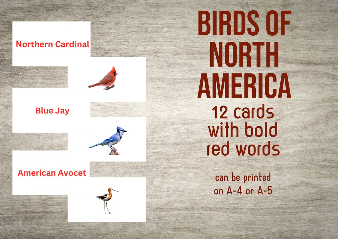 Birds of North America Flash Cards - Etsy