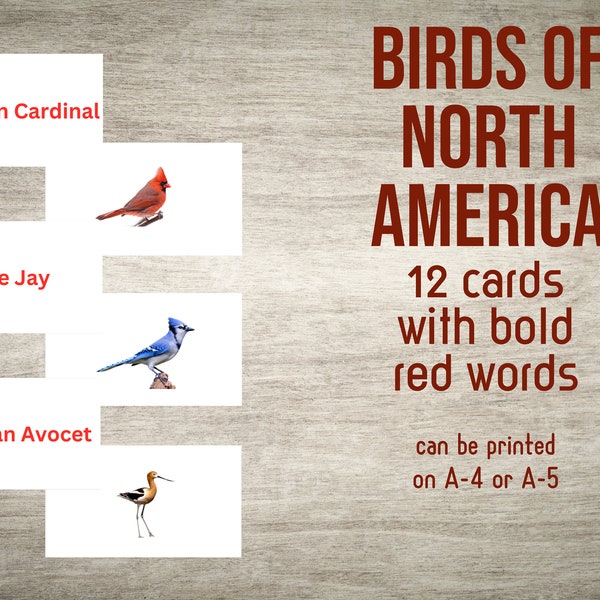 Birds of North America Flash Cards - Etsy