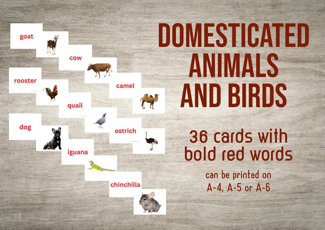 Domesticated Animals and Birds Flash Cards(pdf) - Etsy