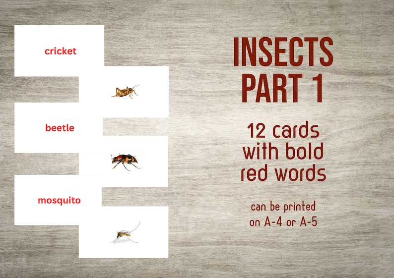 Part 1 Insects Flash Cards - Etsy