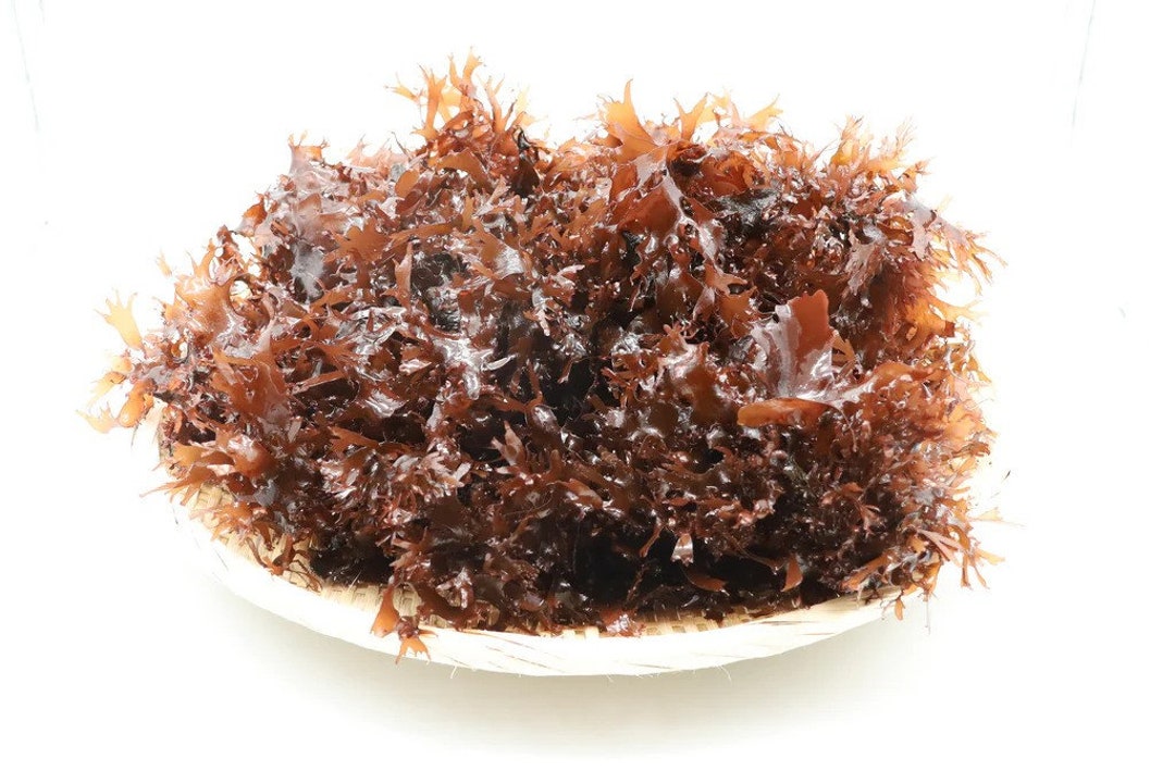 Fresh Dulse Sea Vegetable - Hawaiian Deep Sea | 1 Lb - Etsy