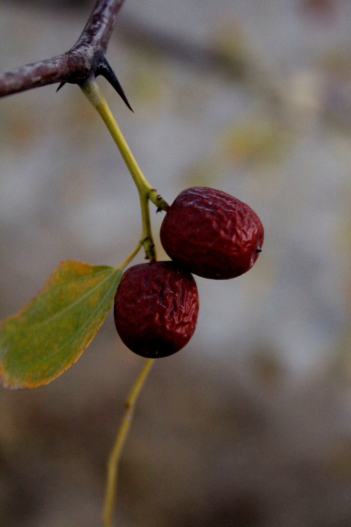 MODO FARMS Organic Jujubes From California - Dried - Perfect for ...