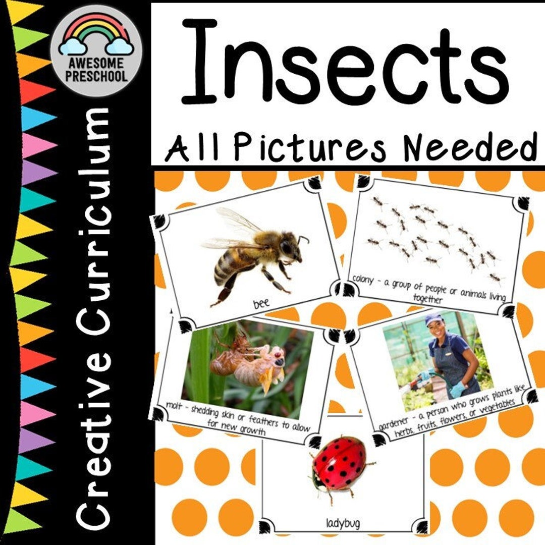Creative Curriculum Insects Study-all Pictures Needed - Etsy