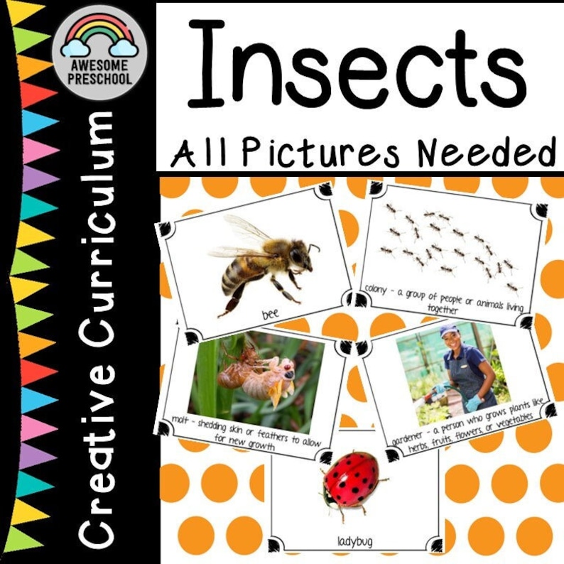 Creative Curriculum Insects Study-all Pictures Needed - Etsy