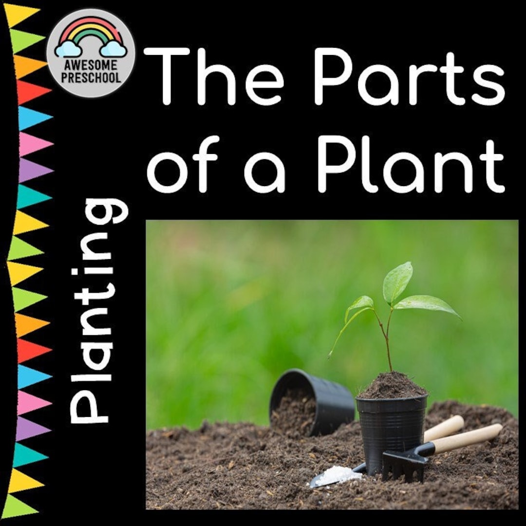 Planting/gardening Unit/study - the Parts of a Plant - Etsy
