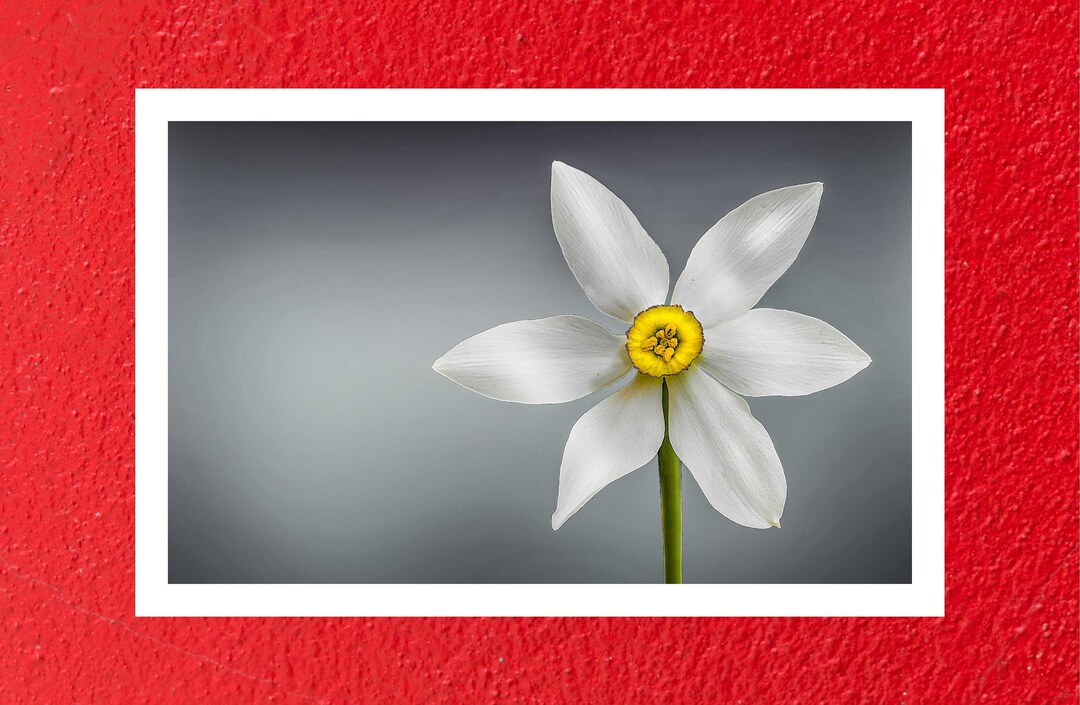 Flower ,pop Art ,nature ,digital Art ,wall Art,pop Flower,wall Picture ...