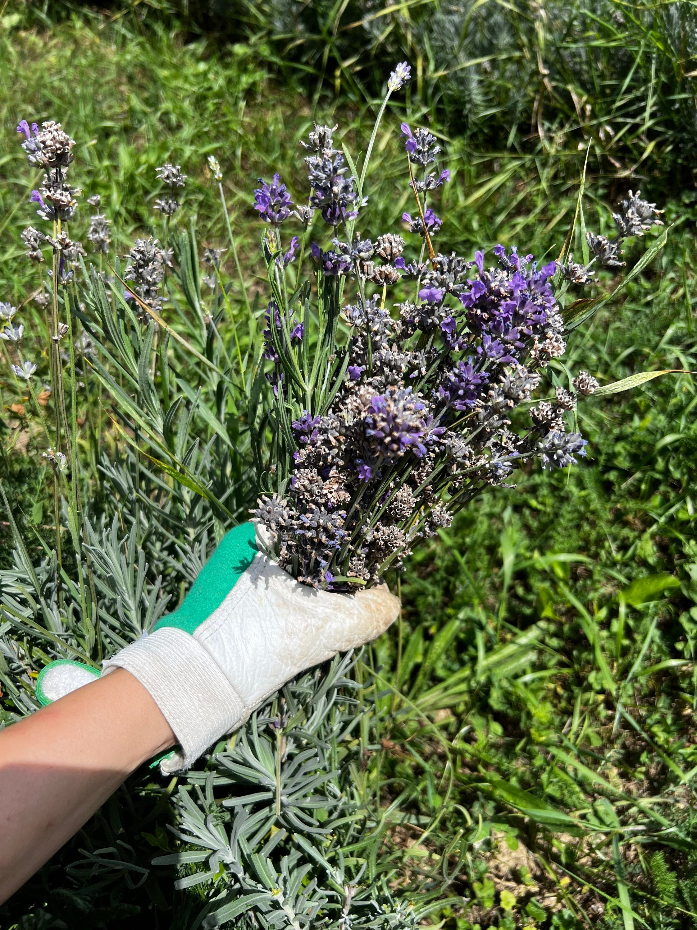 Handmade Smudge Sticks for Energy Cleansing | Lavender, Mint, St. John ...