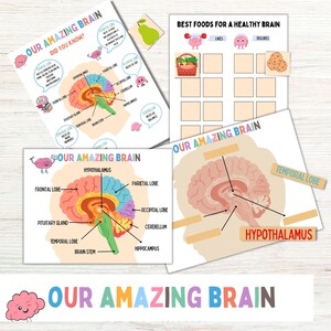 Homeschool Printable Bundle Brain Anatomy Worksheets Science Prints ...