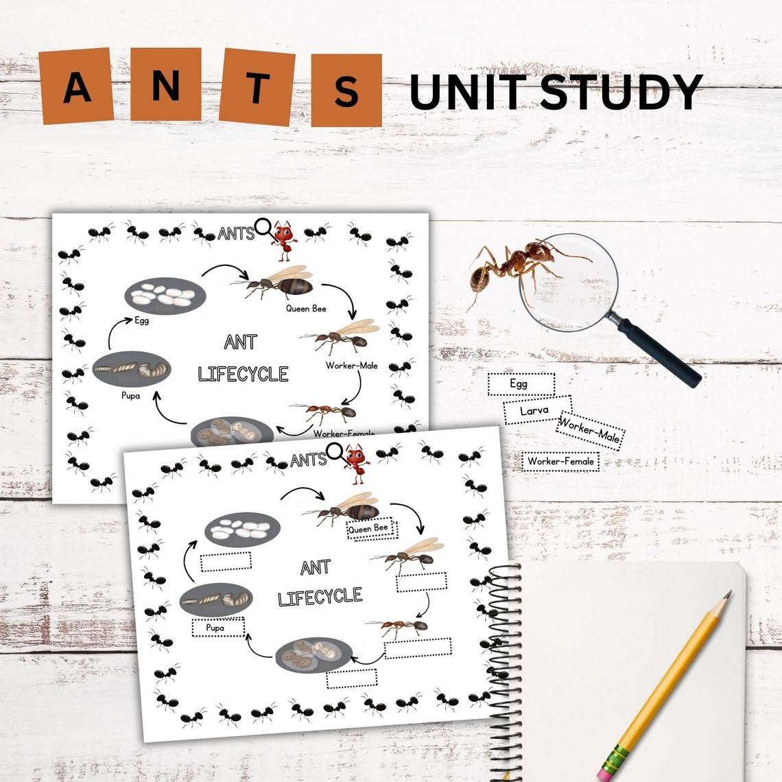 Ant Nature Study Bundle Charlotte Mason Ant Colony Learning Materials ...