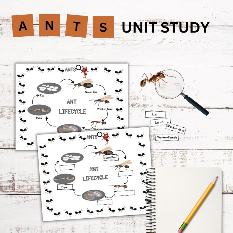 Ant Nature Study Bundle Charlotte Mason Ant Colony Learning Materials ...