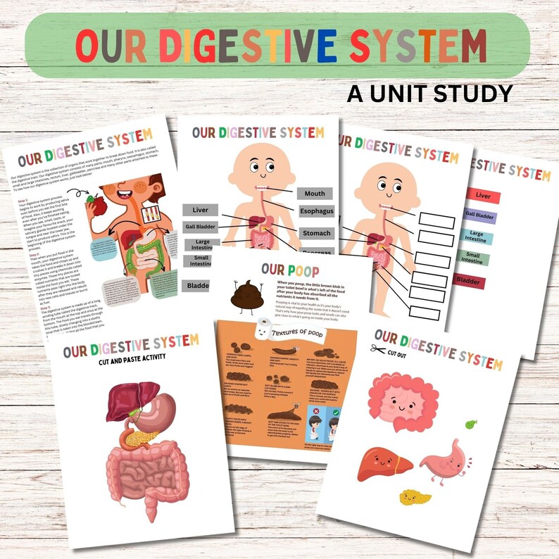 Human Digestive System Anatomy Bundle, About Me Homeschool Curriculum ...