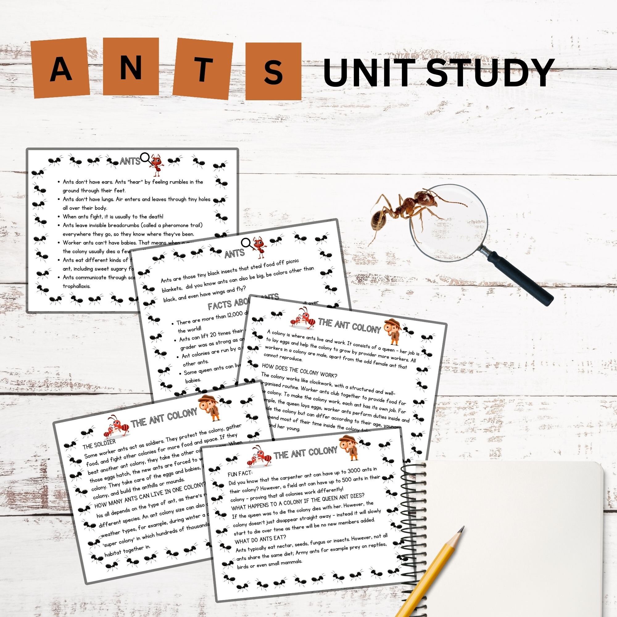 Ant Nature Study Bundle Charlotte Mason Ant Colony Learning Materials ...