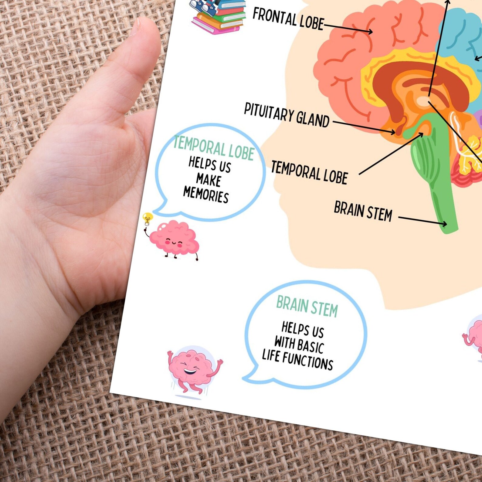 Homeschool Printable Bundle Brain Anatomy Worksheets Science Prints ...