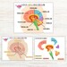 Homeschool Printable Bundle Brain Anatomy Worksheets Science Prints ...