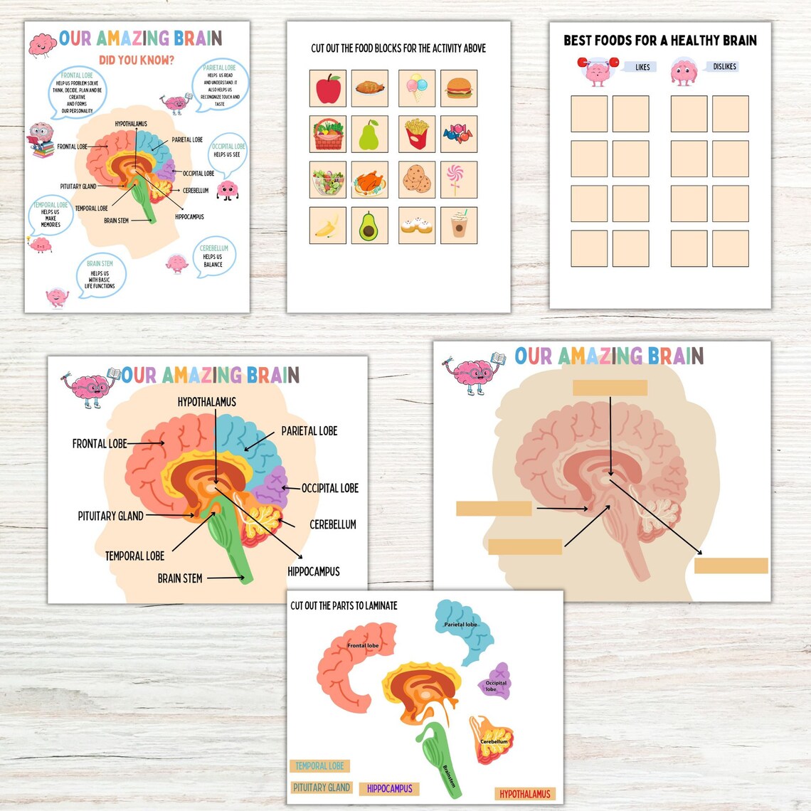 Homeschool Printable Bundle Brain Anatomy Worksheets Science Prints ...