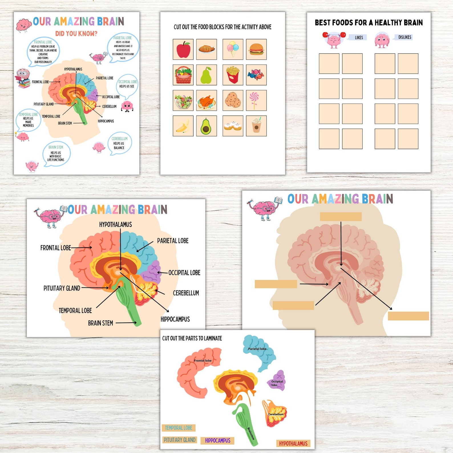 Homeschool Printable Bundle Brain Anatomy Worksheets Science Prints ...