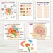 Homeschool Printable Bundle Brain Anatomy Worksheets Science Prints ...