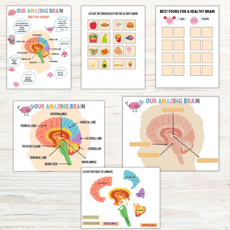 Homeschool Printable Bundle Brain Anatomy Worksheets Science Prints ...