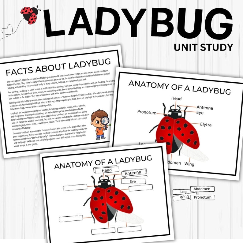 Ladybug Unit Study Homeschool Spring Printables Charlotte Mason ...