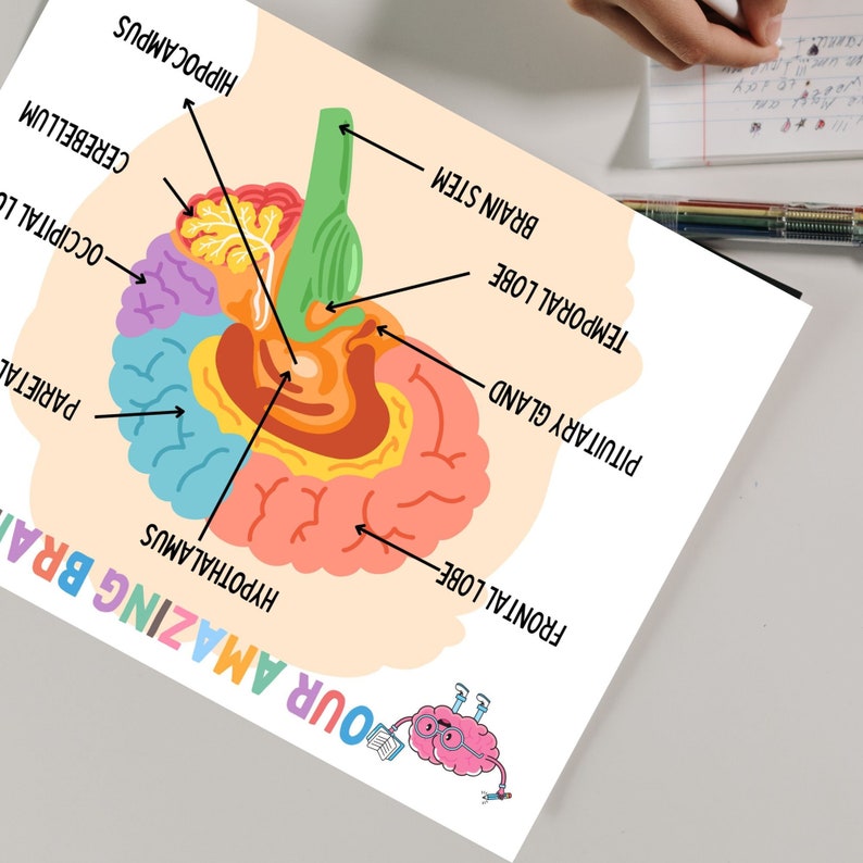 Homeschool Printable Bundle Brain Anatomy Worksheets Science Prints ...