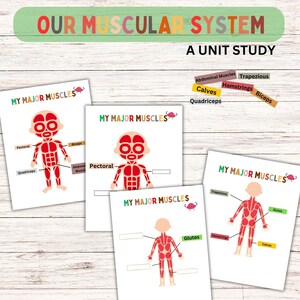 Muscular System Learning Bundle Human Anatomy Activity About Me Toddler ...